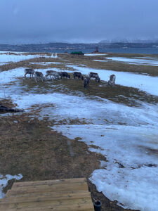 Tromso in Winter: All You Need to Know (+ Map) | Guide to Lofoten